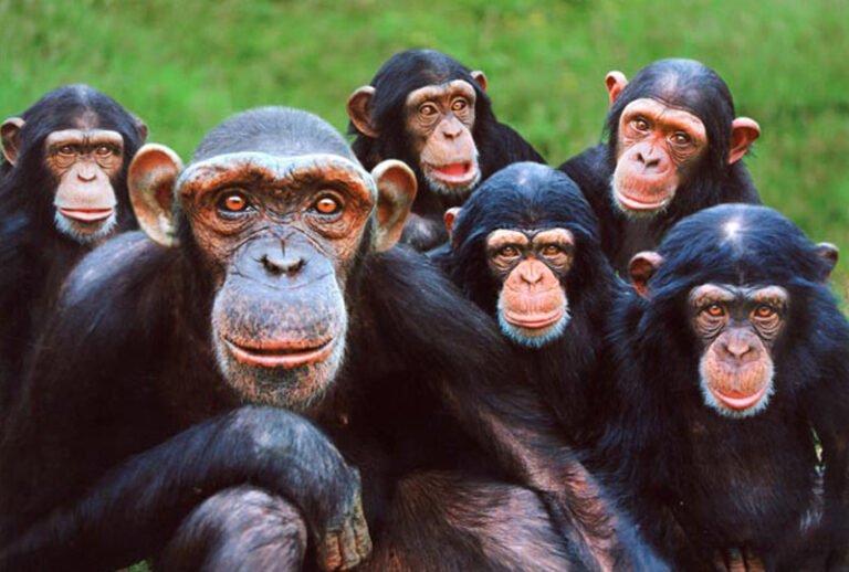 Entrevista de INRI CRISTO ao Mundo Símio – Introdução - INRI CRISTO, o ...